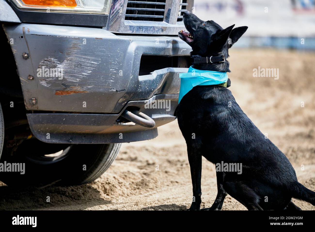 Trained Police Dog on duty searching for drugs hidden in a vehicle ...