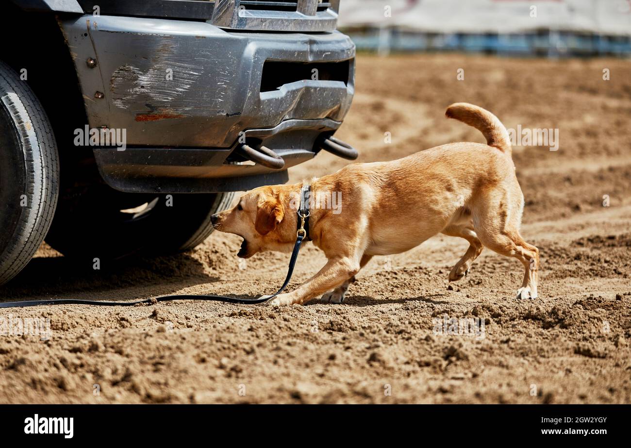 Trained Police Dog on duty searching for drugs hidden in a vehicle ...