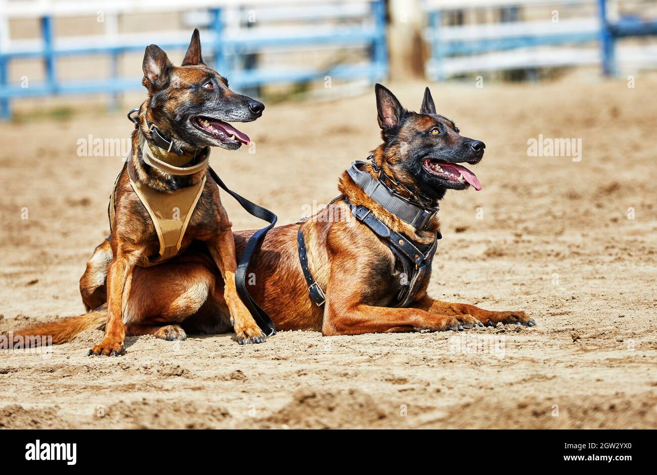 Trained Police Dogs waiting for a command Stock Photo - Alamy