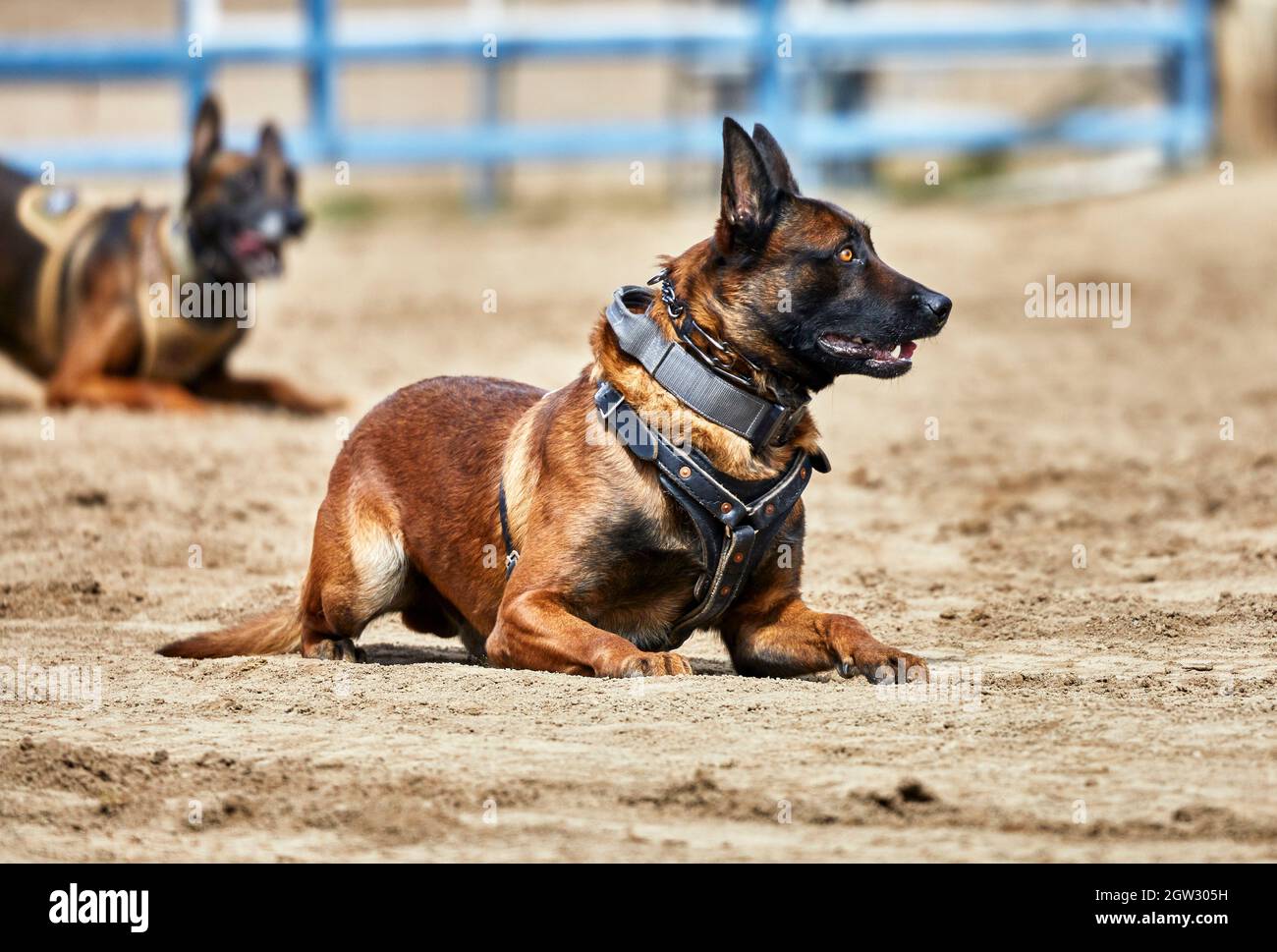 Animal training police hi-res stock photography and images - Alamy