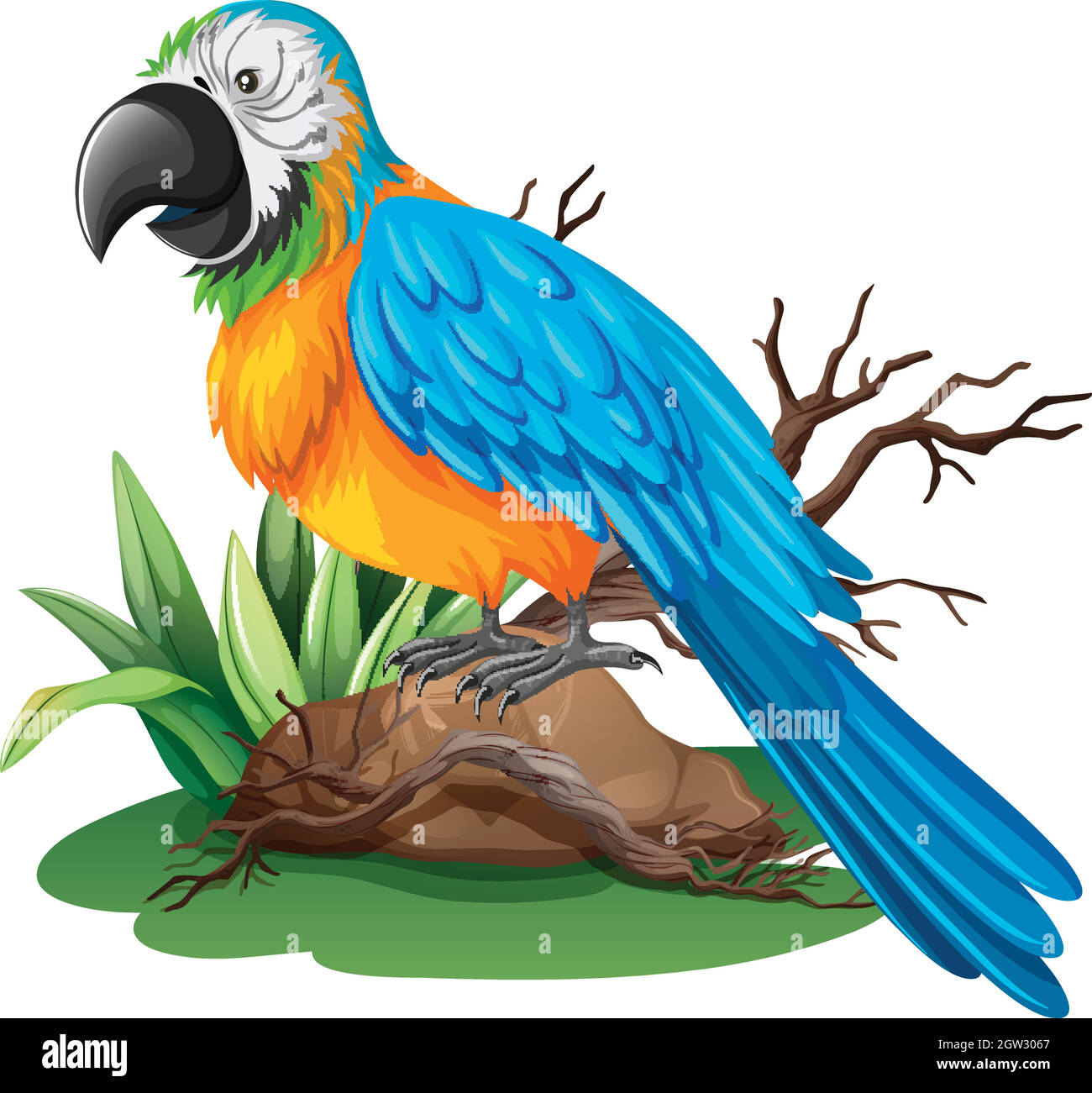 Macaw Clipart