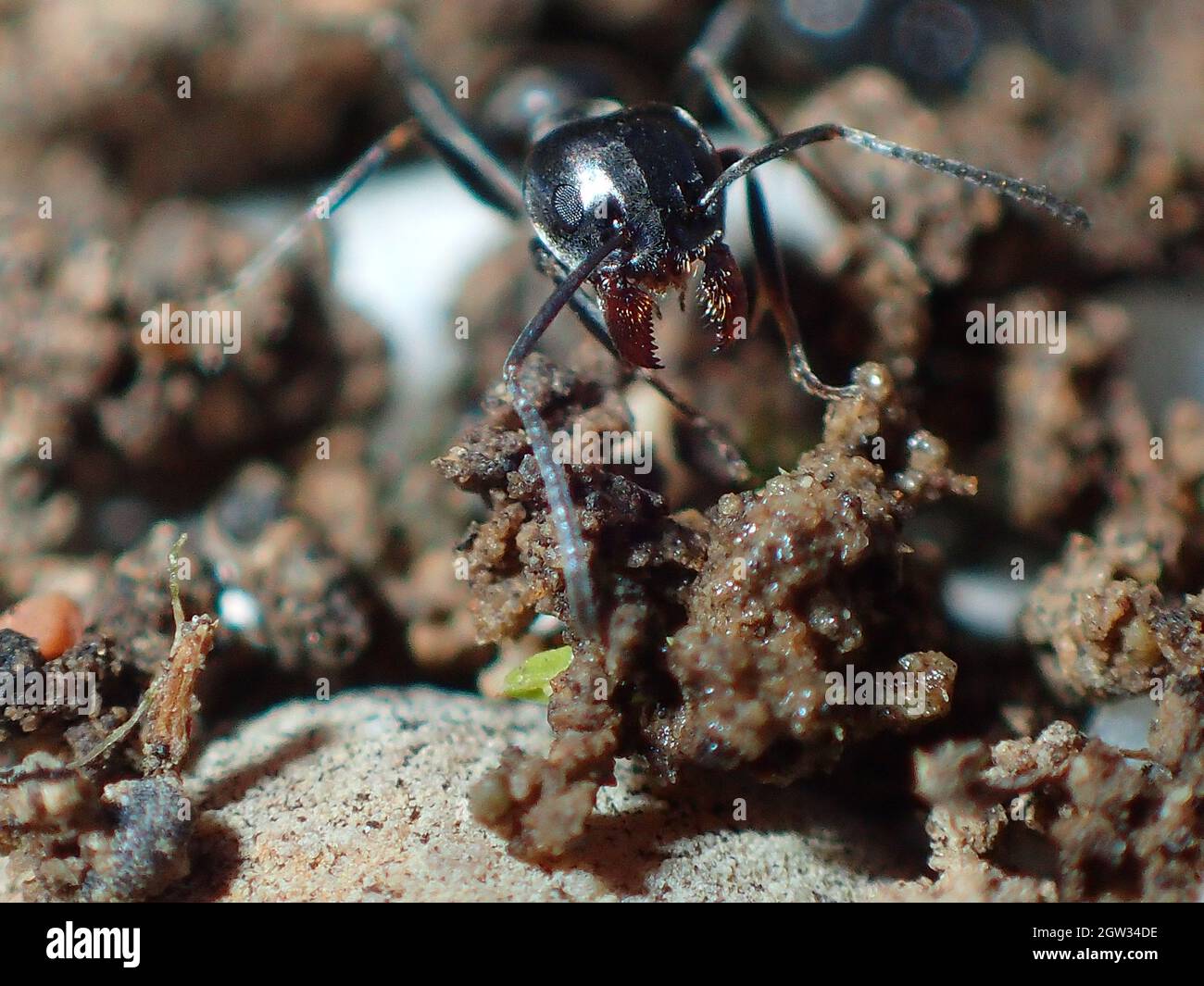 Beetle and ant hi-res stock photography and images - Alamy