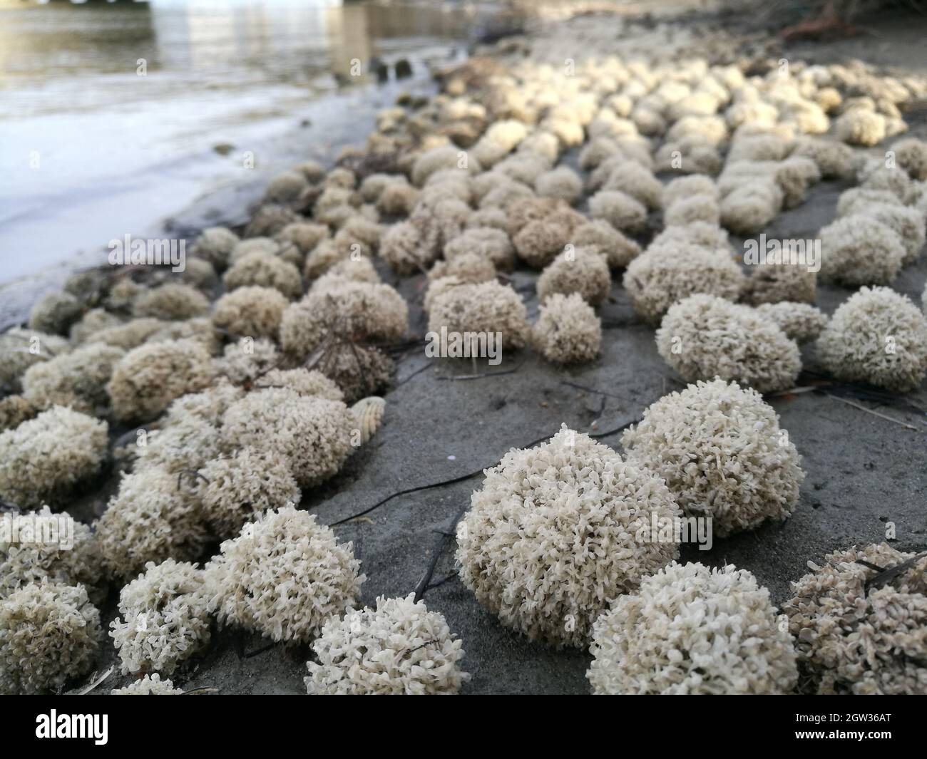 Beach divjaka hi-res stock photography and images - Alamy