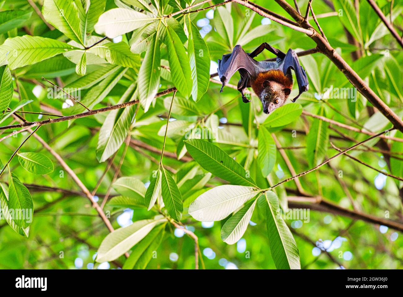 Flying Fox In A Tree Stock Photo - Alamy
