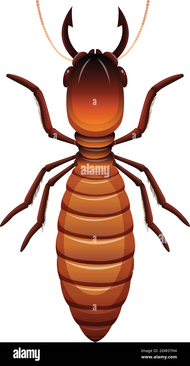 Termite on white background Stock Vector Image & Art - Alamy
