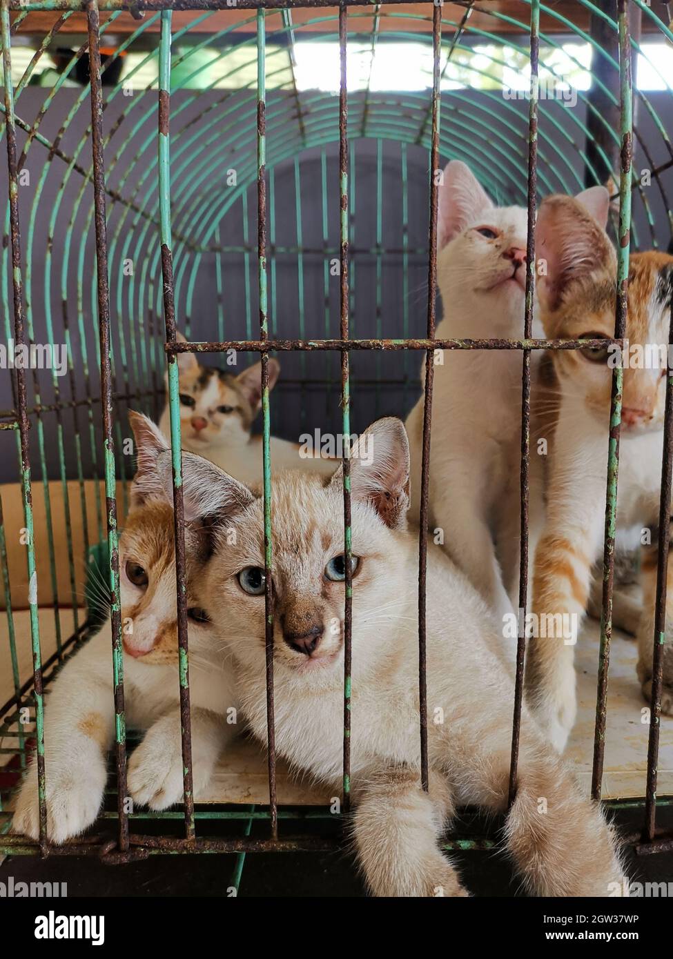 Big cage hi-res stock photography and images - Alamy