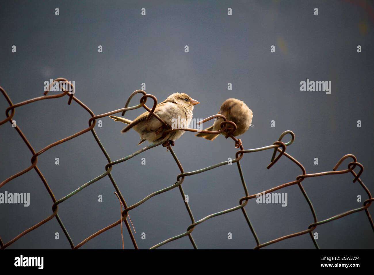Birds on fence hi-res stock photography and images - Alamy