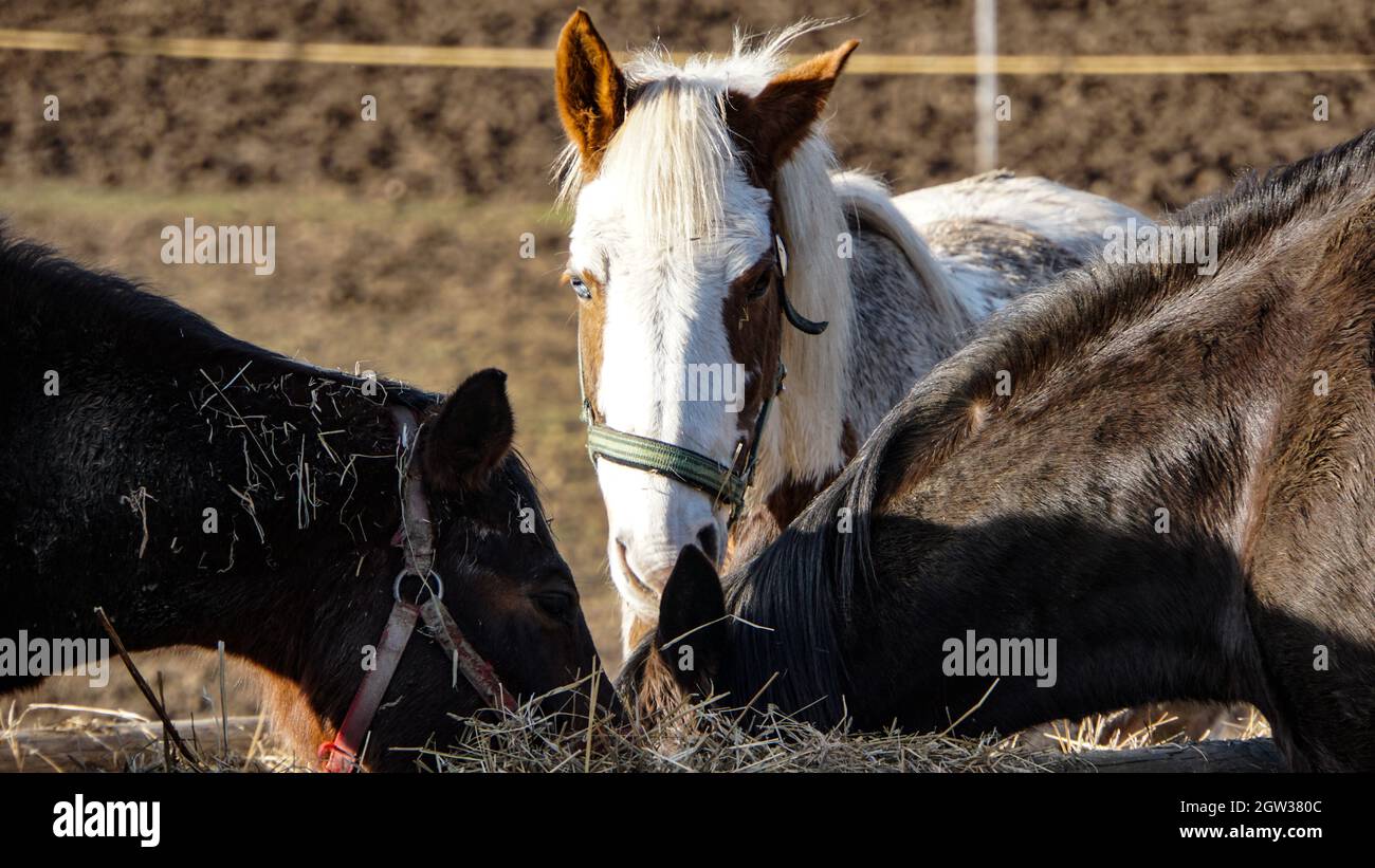 Foal In Animal Pen High Resolution Stock Photography and Images - Alamy
