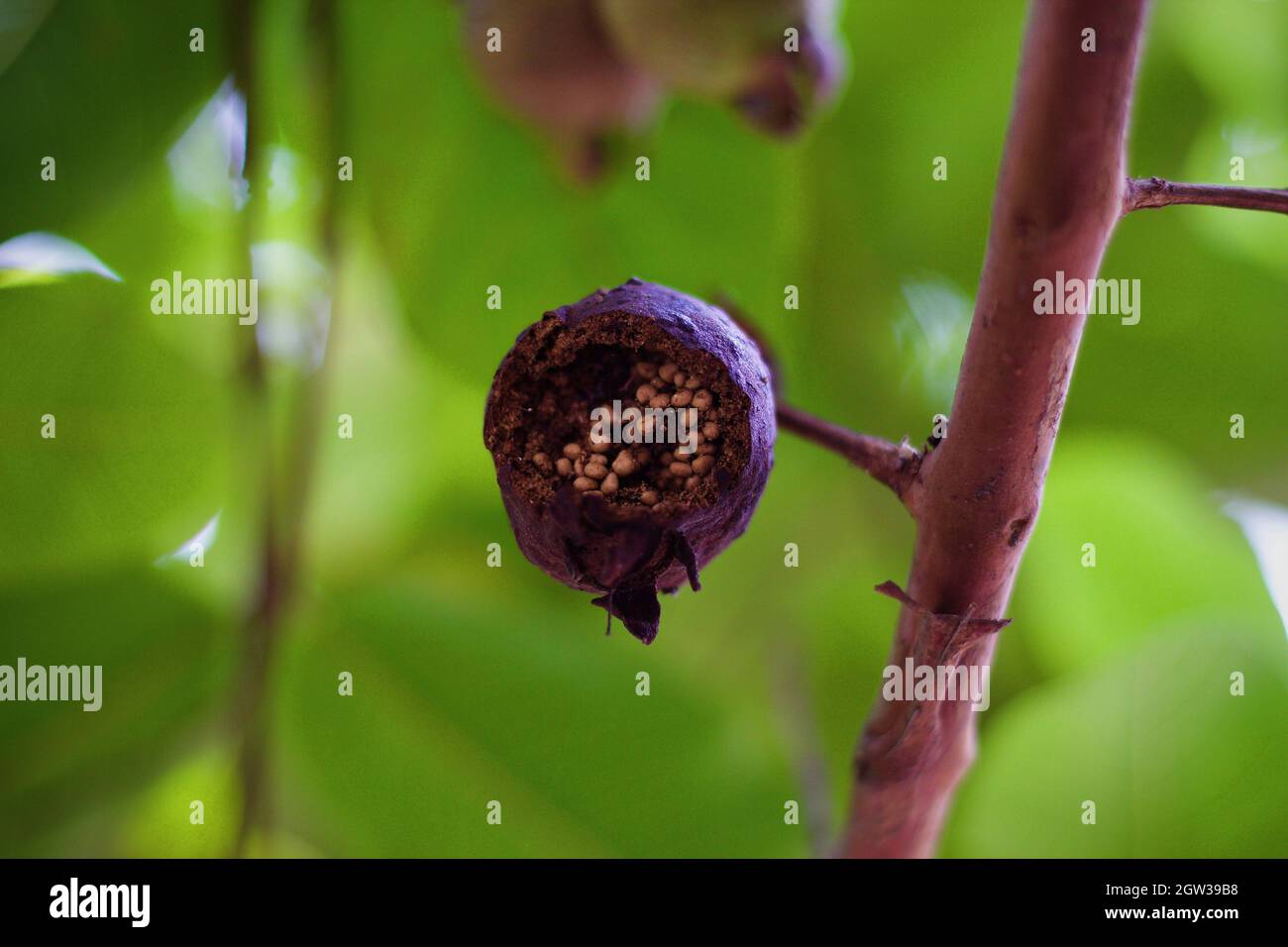 Dead insect cocoon hi-res stock photography and images - Alamy