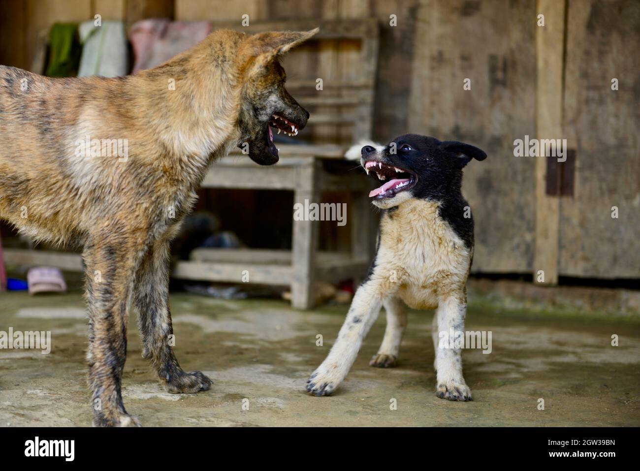 Snarling dogs group hi-res stock photography and images - Alamy