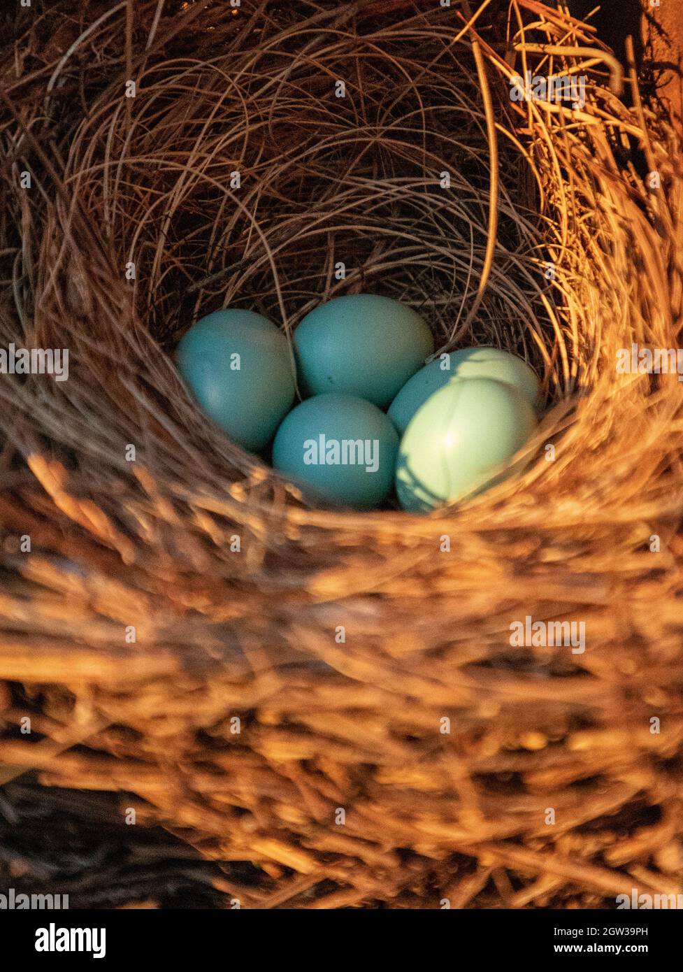 Eastern bluebird egg hi-res stock photography and images - Alamy