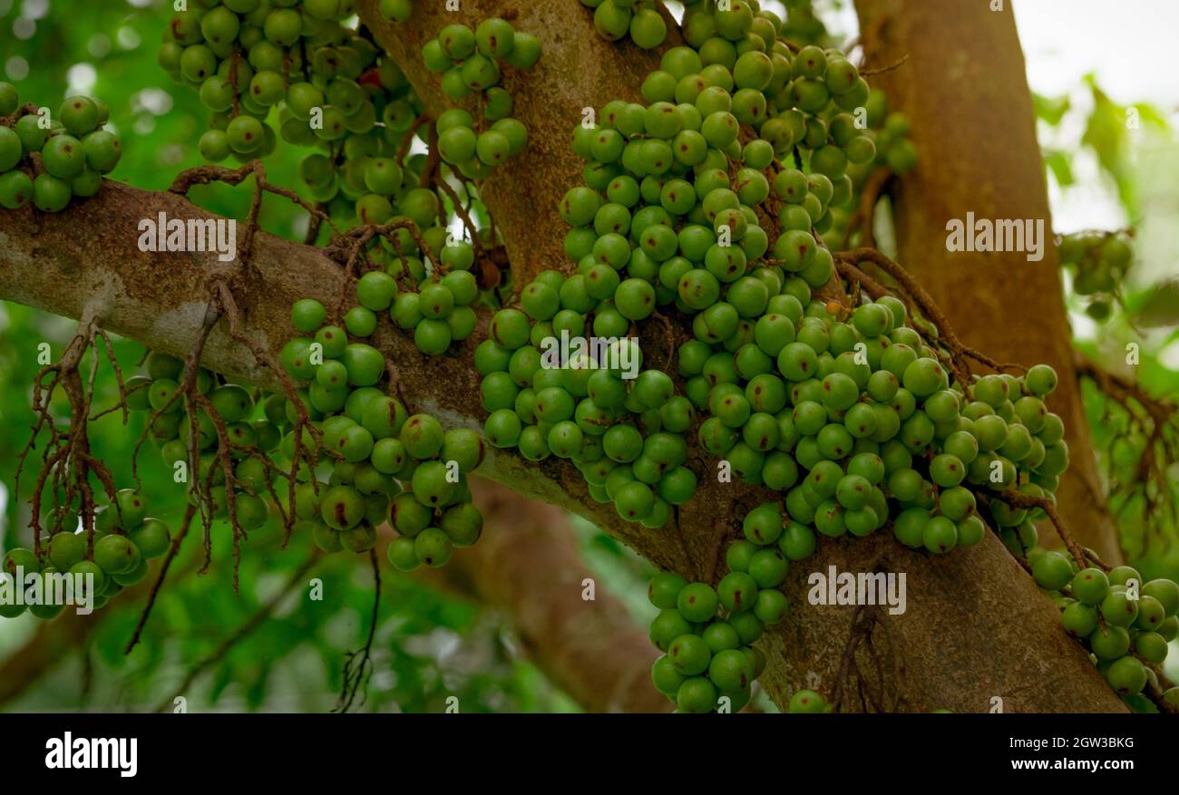 Bottom part of tree hi-res stock photography and images - Alamy