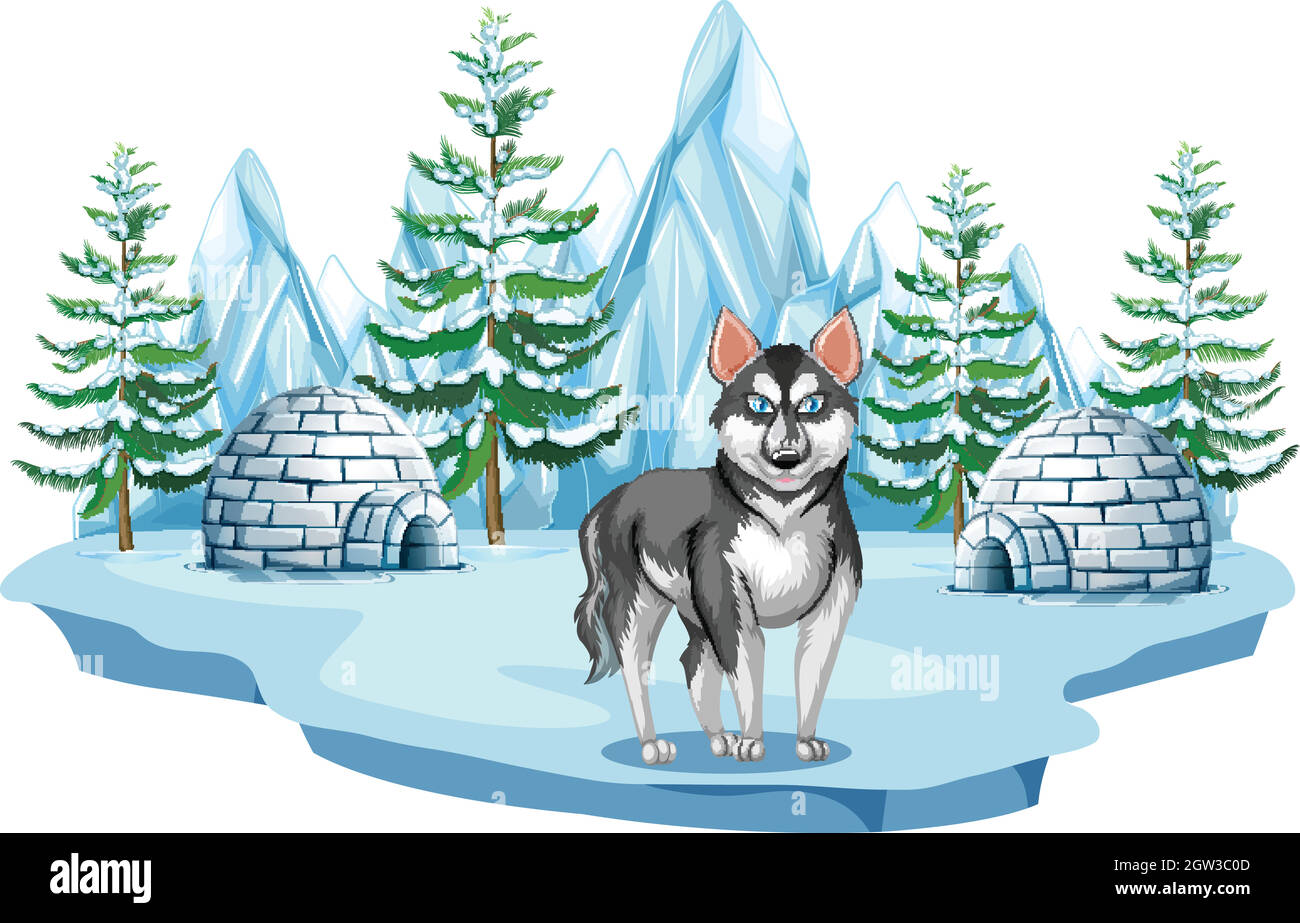 Arctic wolf vector illustration Stock Vector Images - Alamy