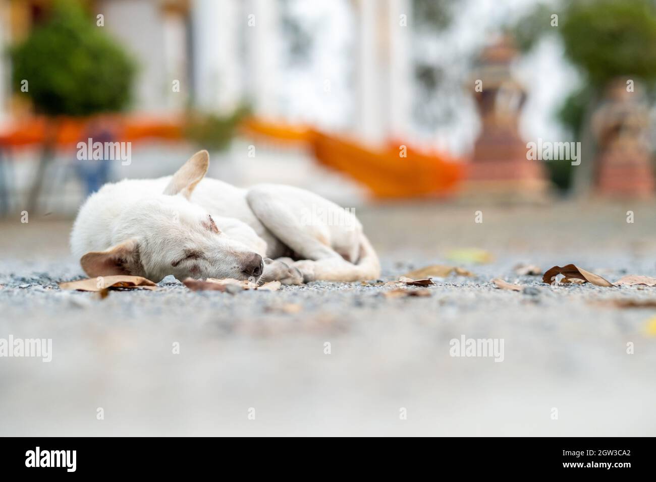 Canine Temple High Resolution Stock Photography and Images - Alamy