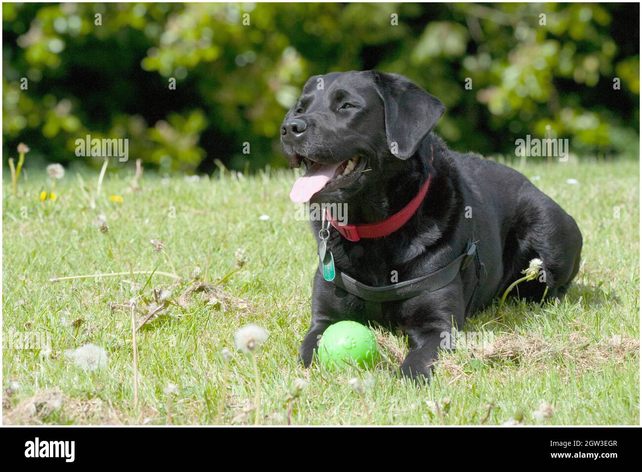 Dog In A Field With His Green Ball Stock Photo - Alamy