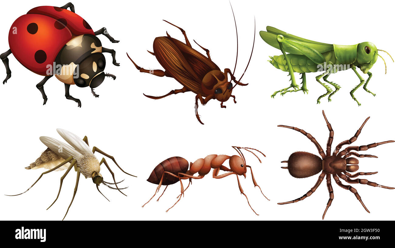 Grasshopper exoskeleton Stock Vector Images - Alamy