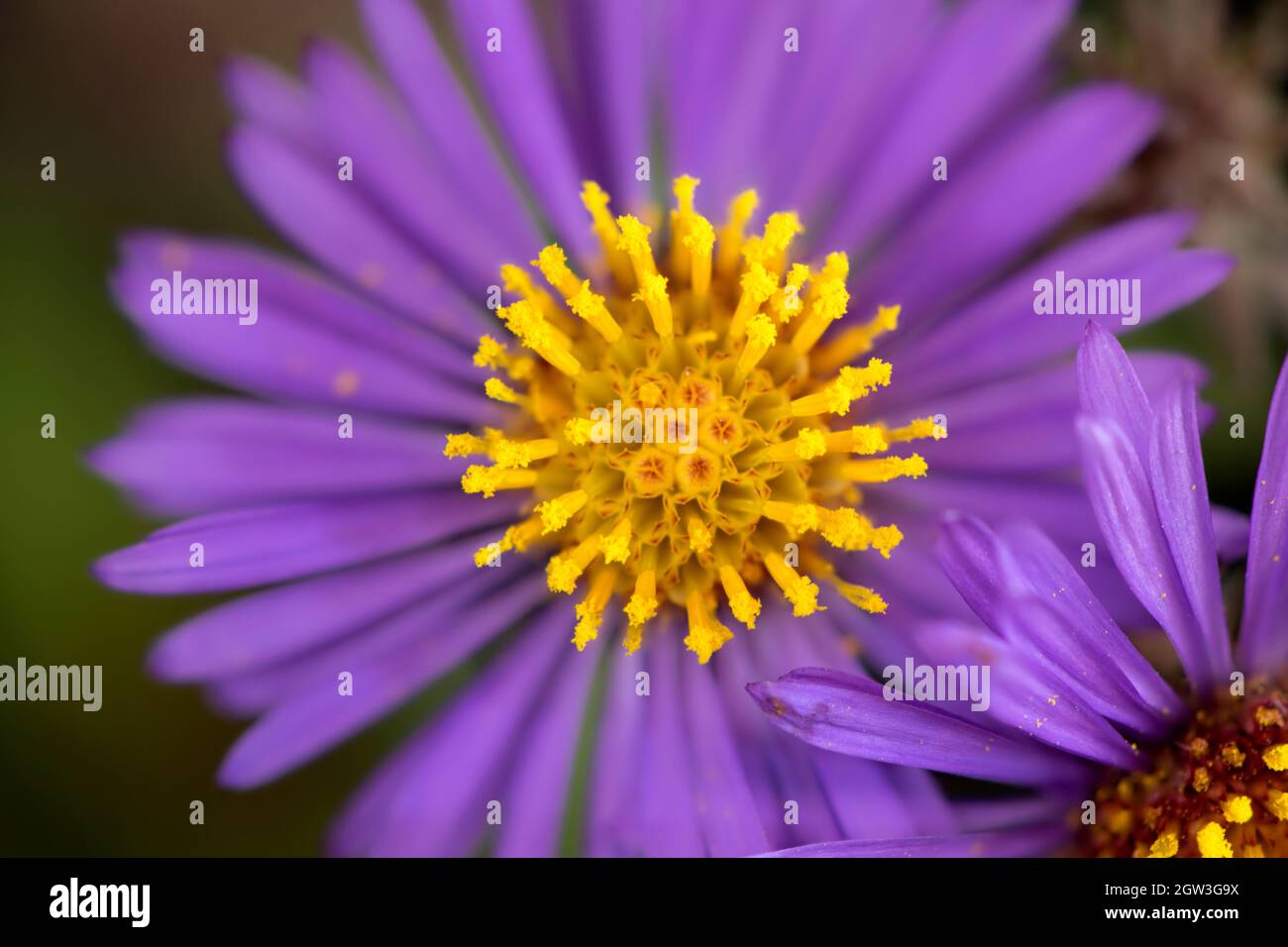 Purple prairie Aster close up with yellow center Stock Photo - Alamy