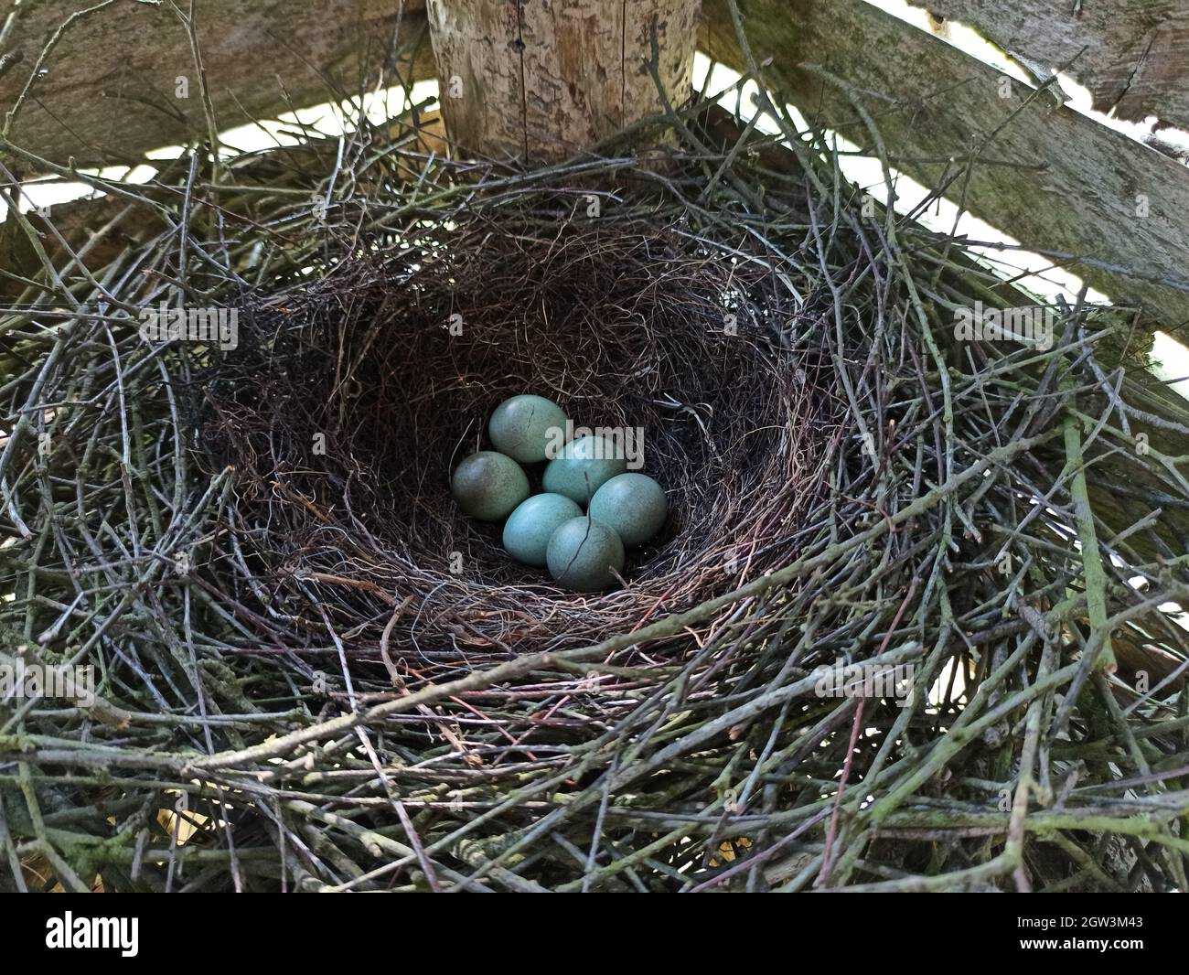 Magpie egg hi-res stock photography and images - Alamy
