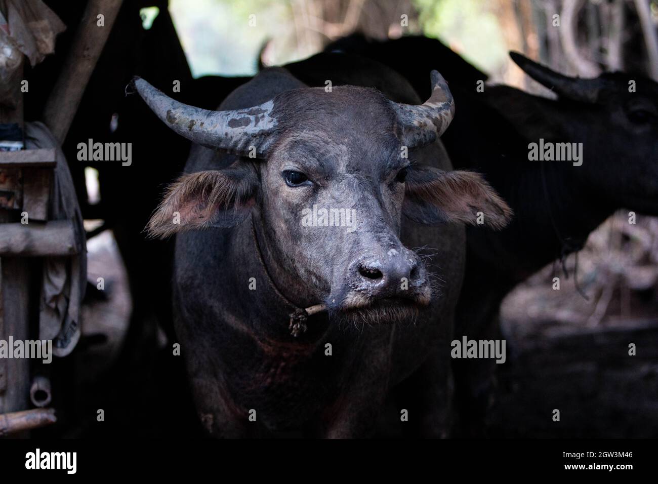 Cattle rai hi-res stock photography and images - Alamy