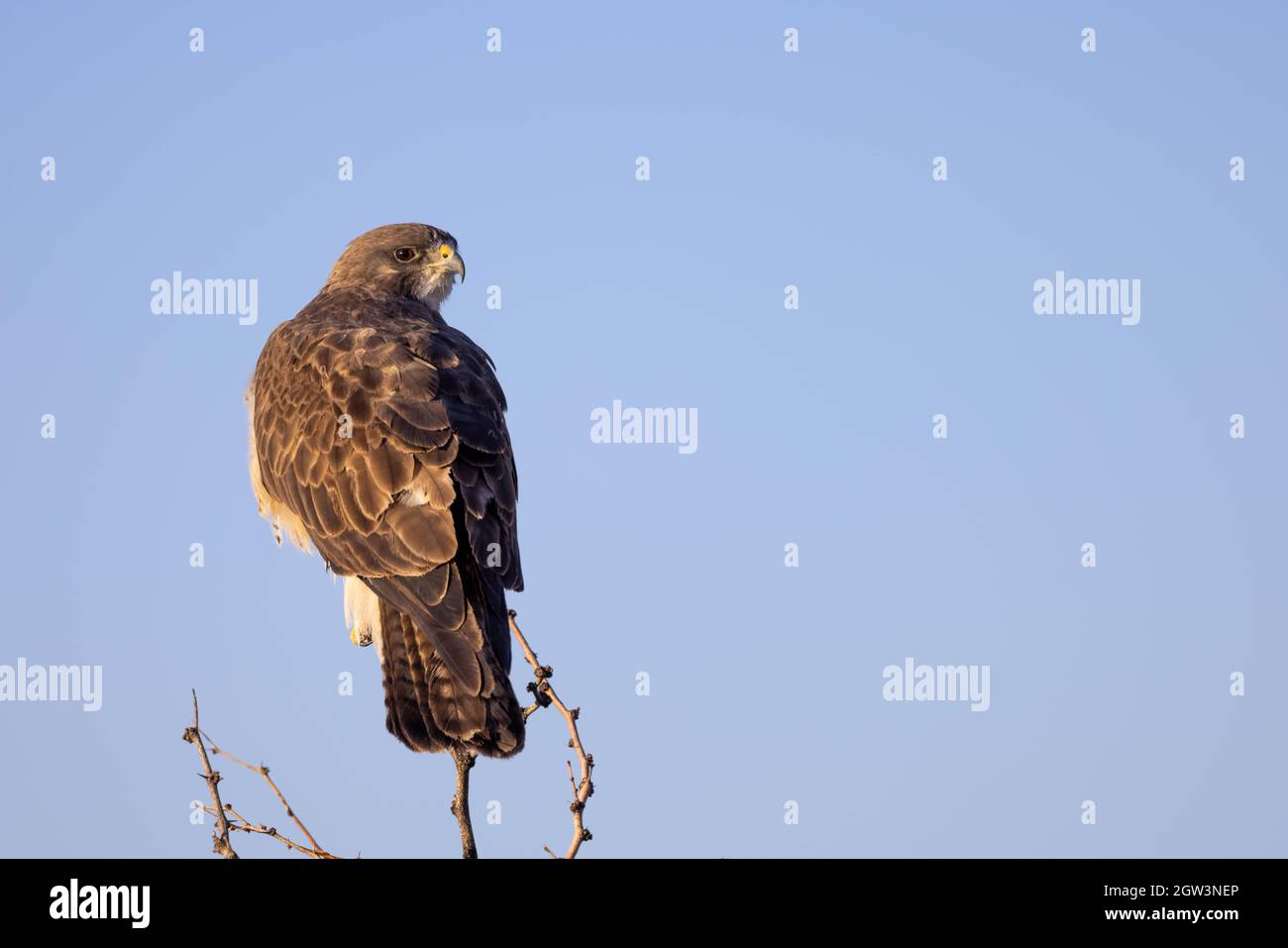 Corralitos hi-res stock photography and images - Alamy