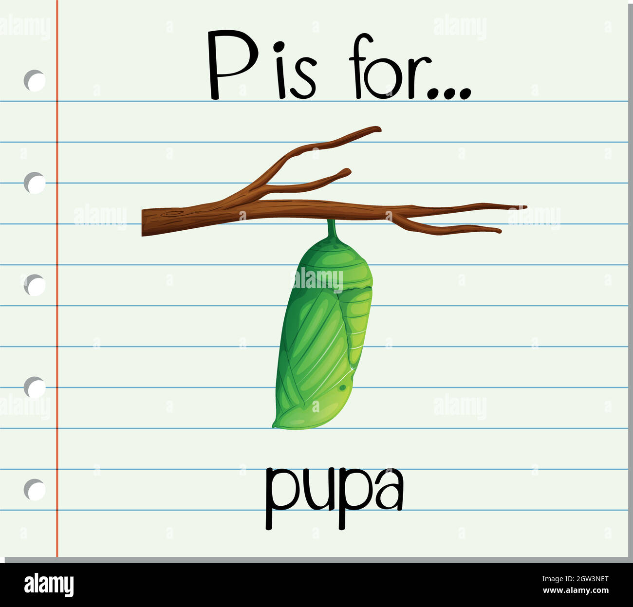 Flashcard letter P is for pupa Stock Vector Image & Art - Alamy