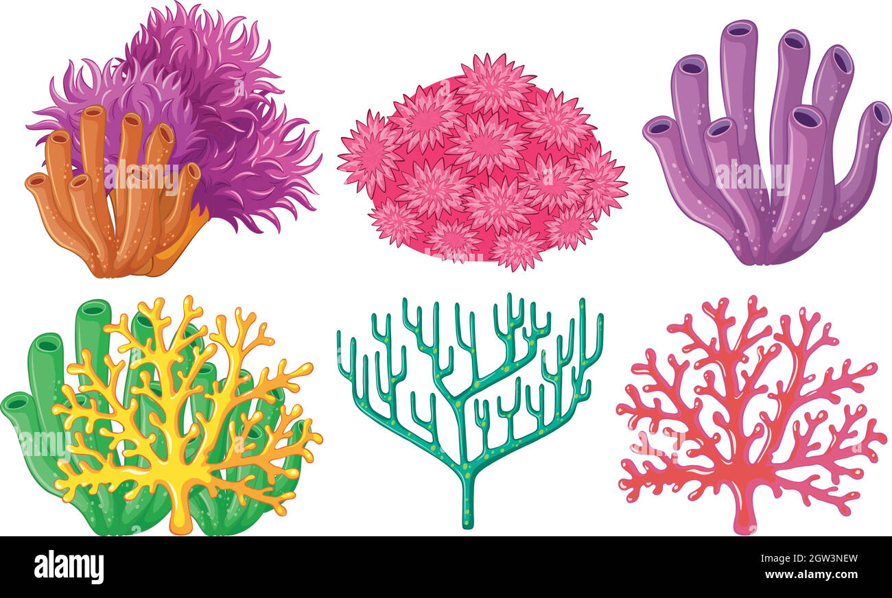 Different types of coral reef Stock Vector Image & Art - Alamy