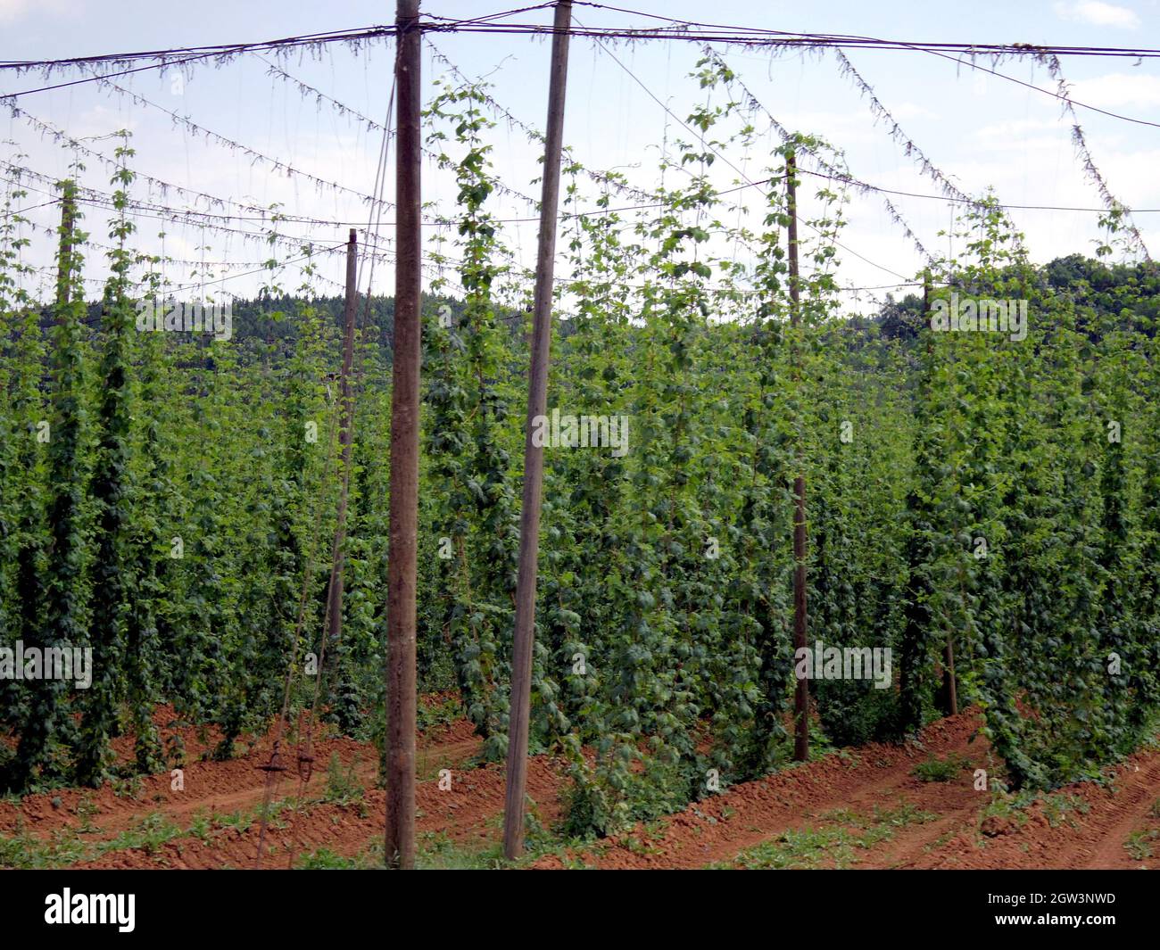 Kampot pepper plantation hi-res stock photography and images - Alamy