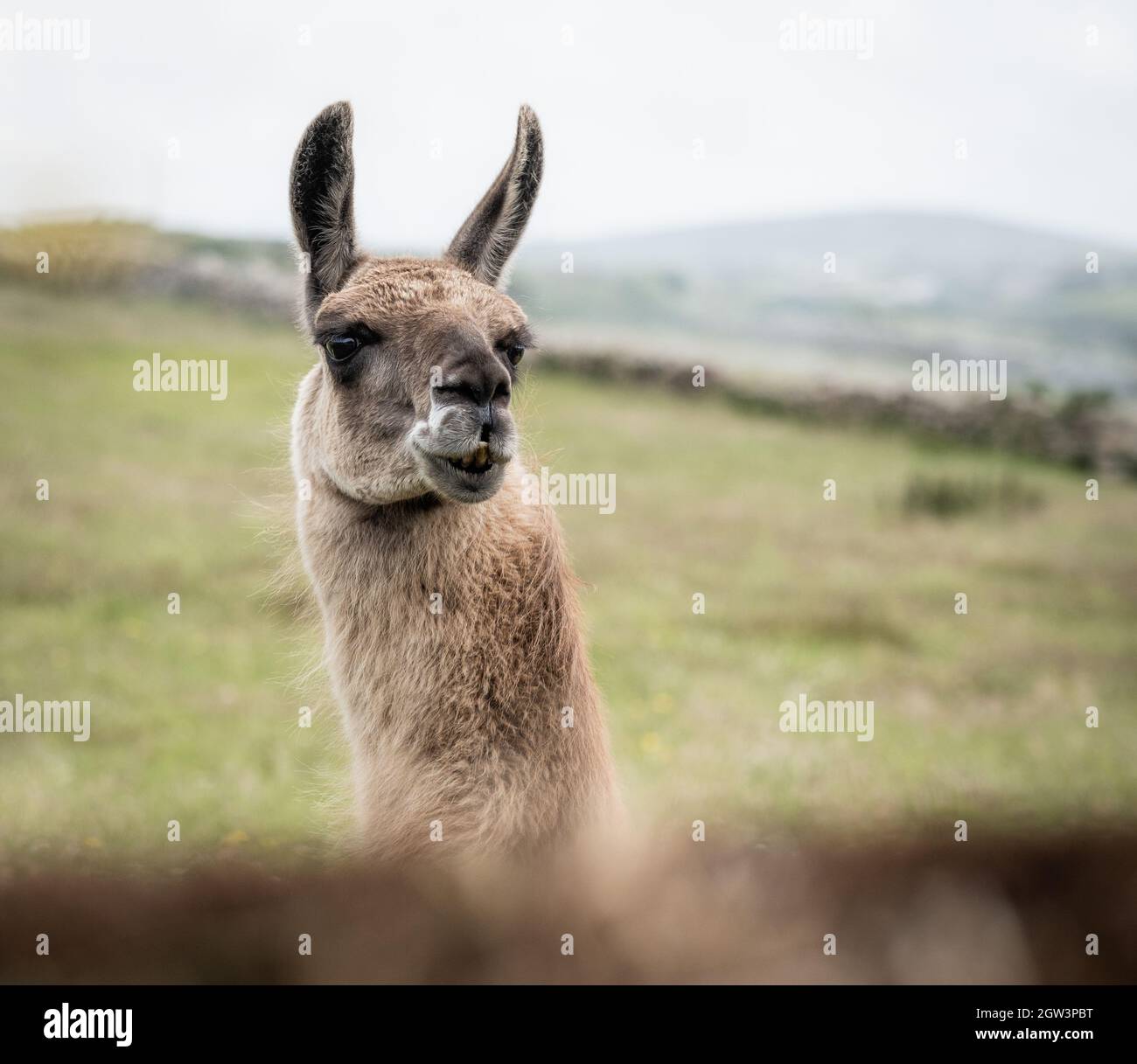 Land of lamas hi-res stock photography and images - Alamy