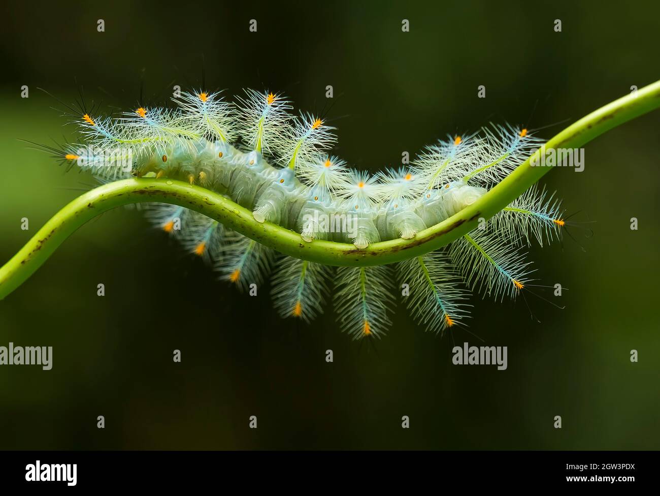 Fire caterpillar hi-res stock photography and images - Alamy