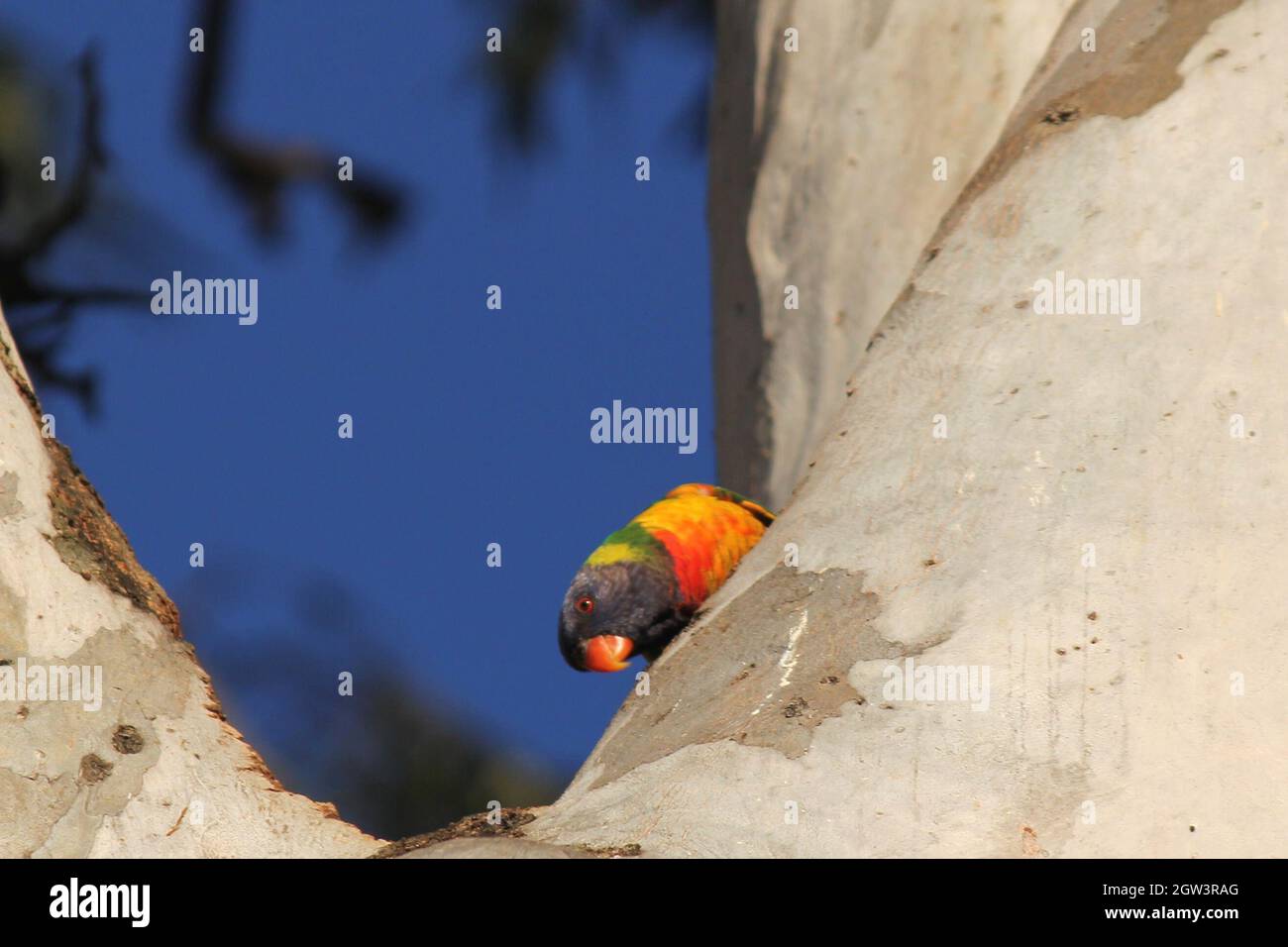 Peekaboo bird hi-res stock photography and images - Alamy