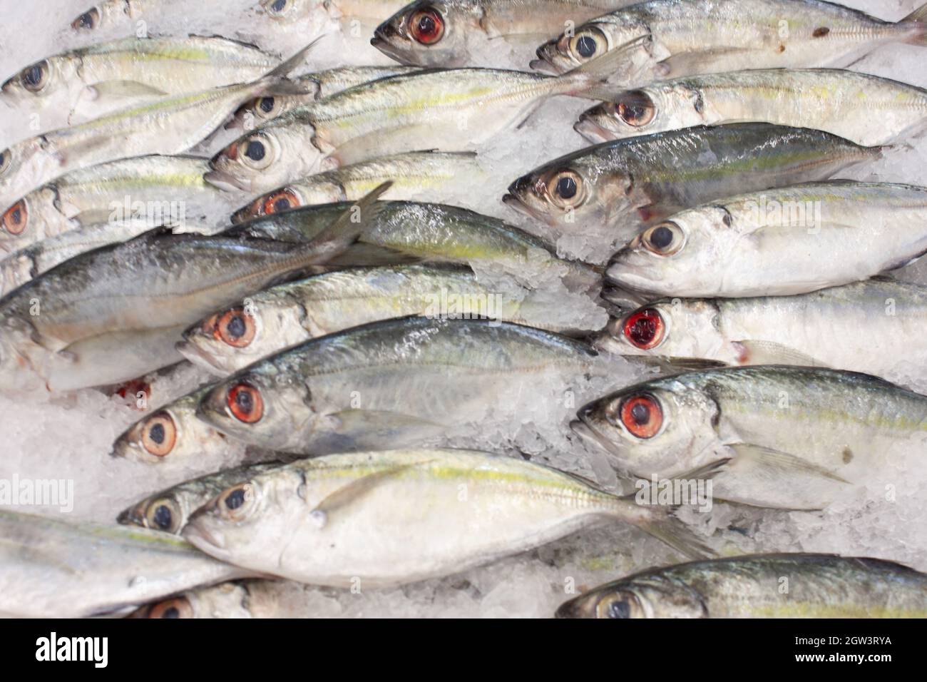 Animal catch hi-res stock photography and images - Alamy