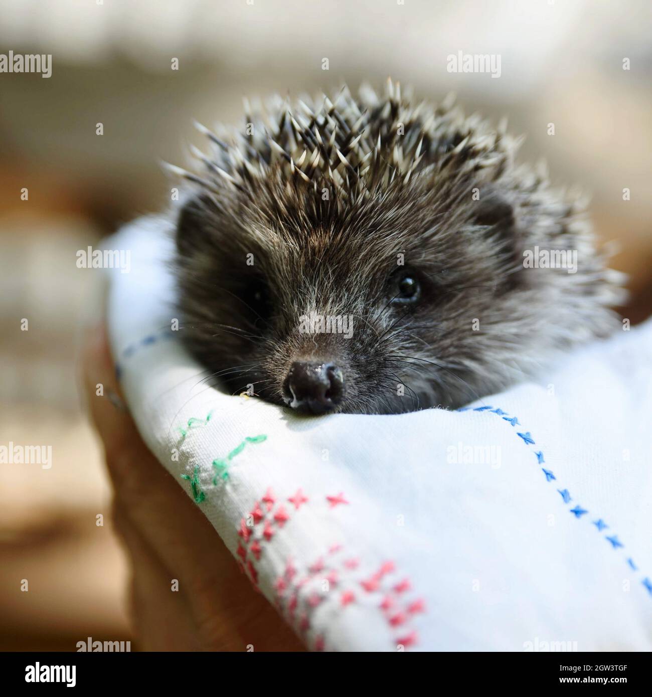 Hedgehog Nose High Resolution Stock Photography and Images - Alamy