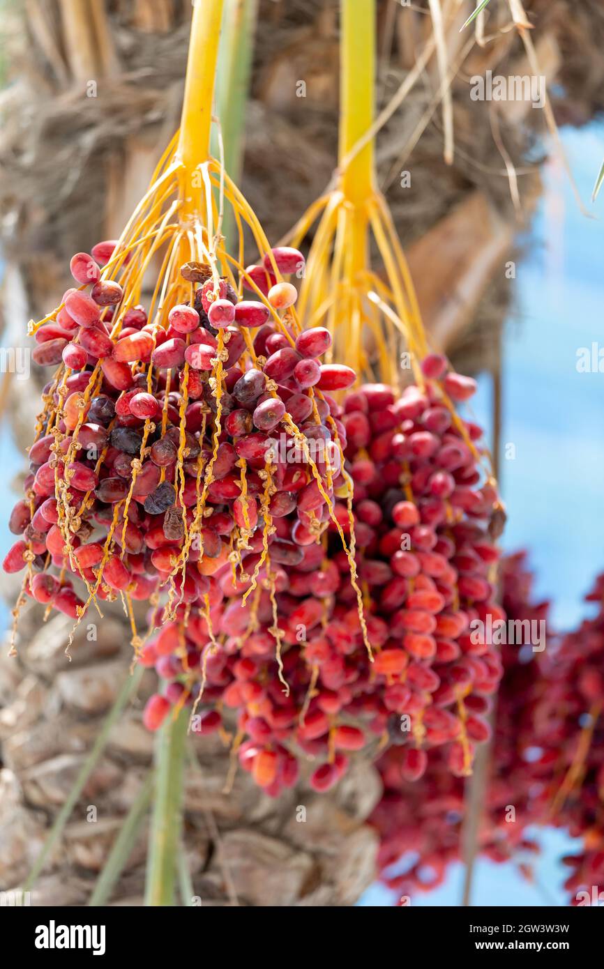 Dubai dates hi-res stock photography and images - Alamy