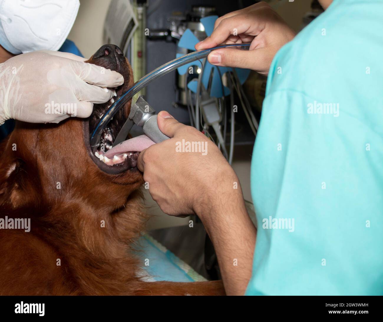 Inserting an endotracheal tube hi-res stock photography and images - Alamy