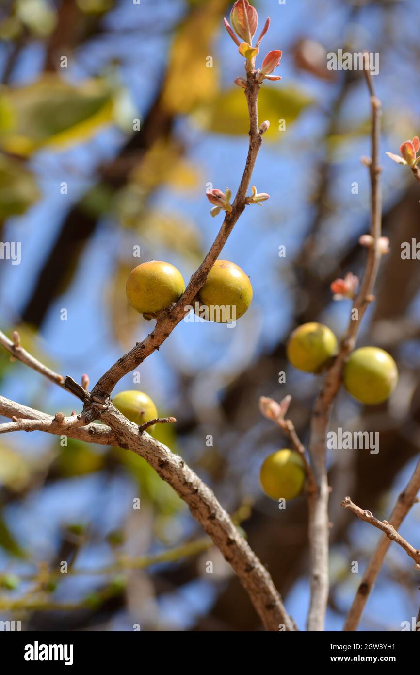 Ebony tree india hi-res stock photography and images - Alamy
