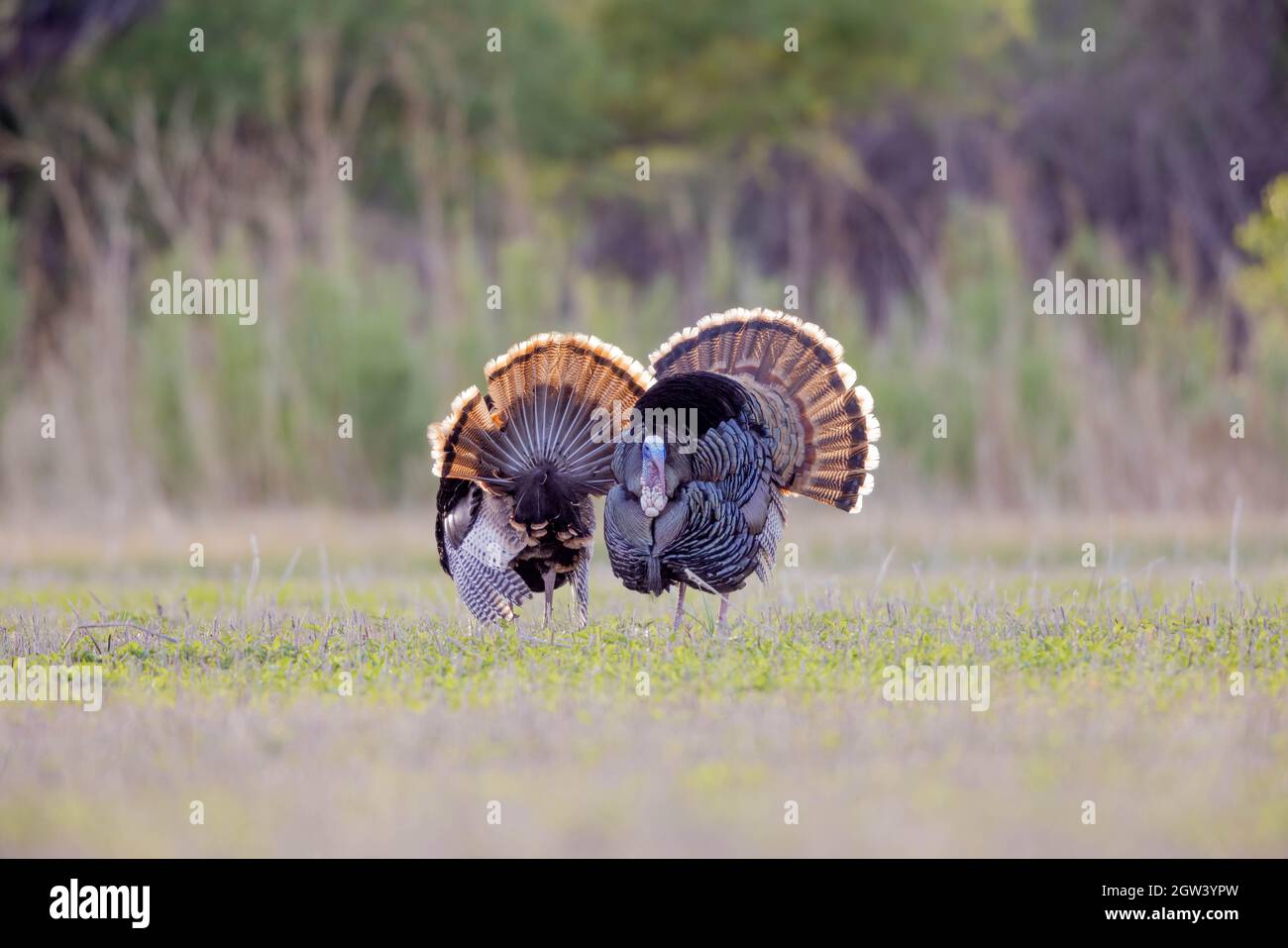 Rio Grande Wild Turkey, Bosque del Apache National Widlife Refuge, New ...