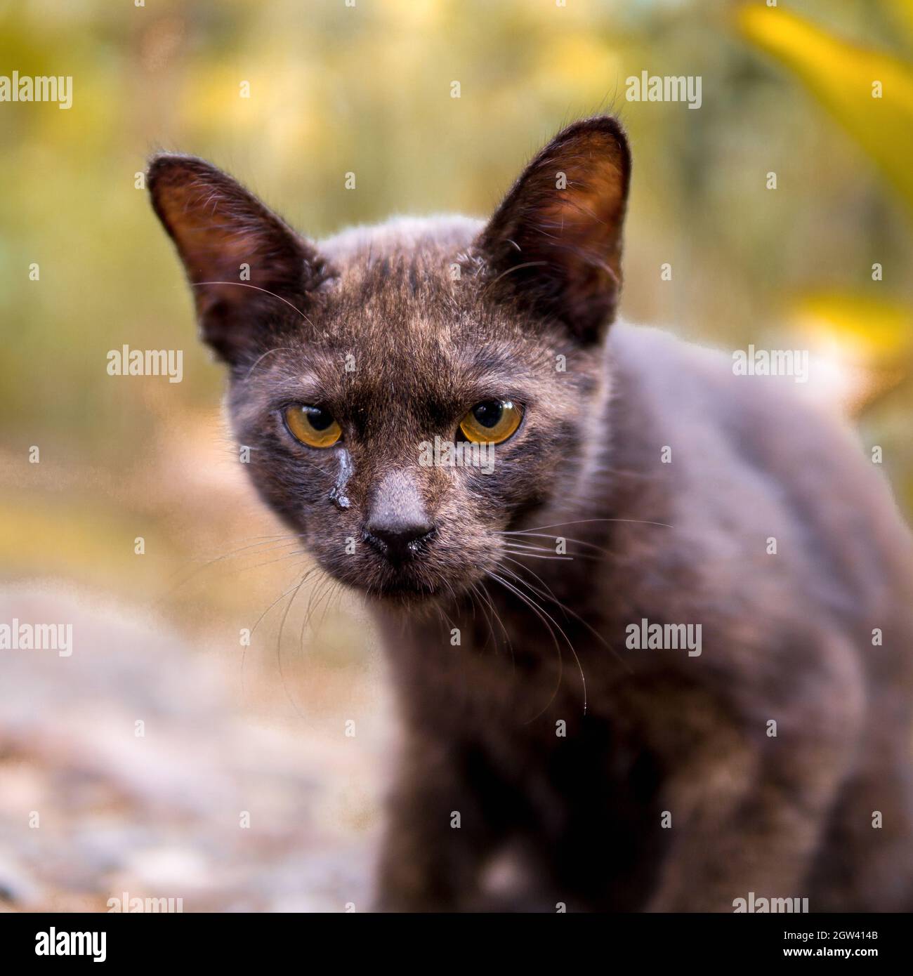 Crying cat hi-res stock photography and images - Alamy