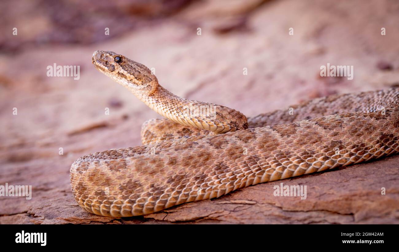 Grand Canyon Rattlesnake, Marble Canyon, Coconino county, Arizona, USA ...