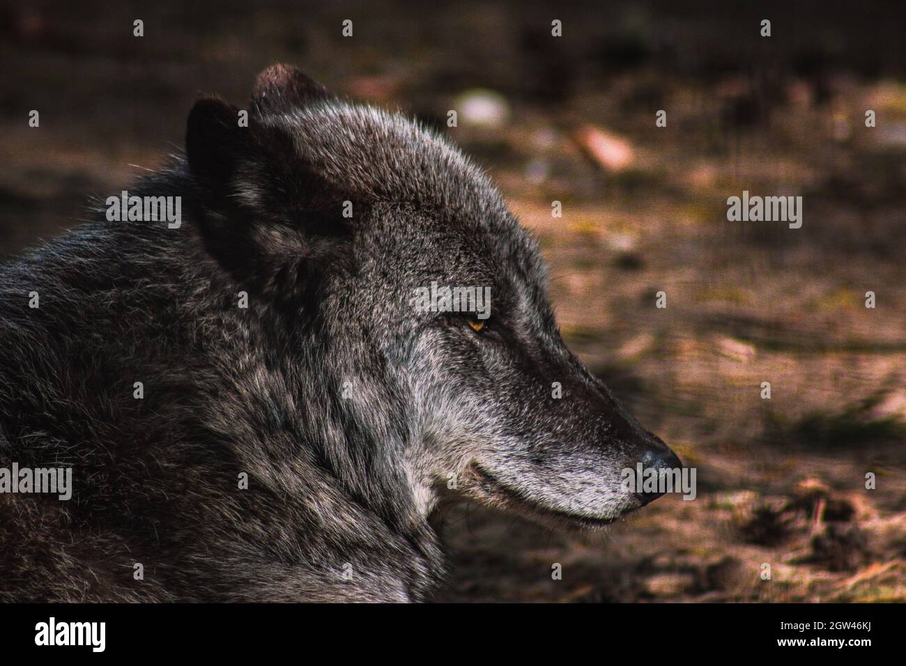 Wolf animal head close up profile view hi-res stock photography and ...