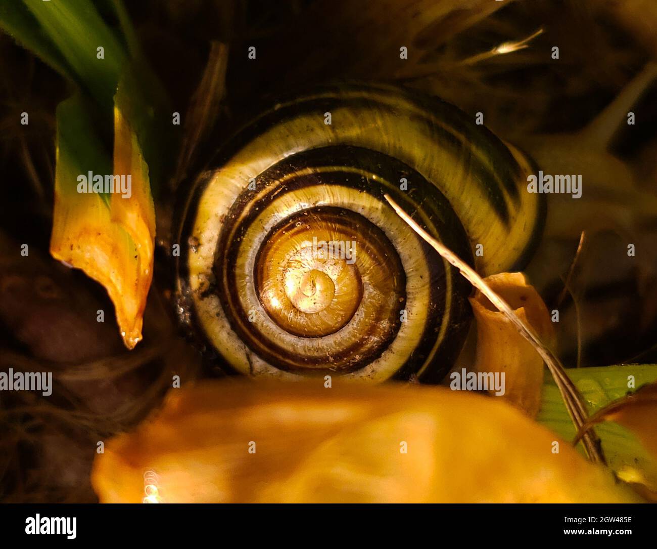 Golden Ratio Snail High Resolution Stock Photography and Images - Alamy