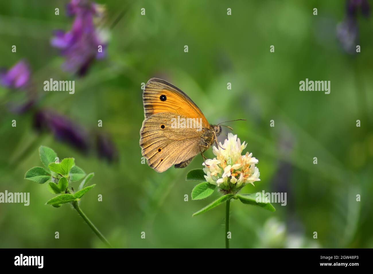 Dragonfly eating butterfly hi-res stock photography and images - Alamy