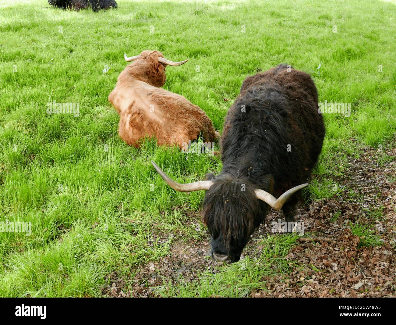 Pollock park cows glasgow hi-res stock photography and images - Alamy