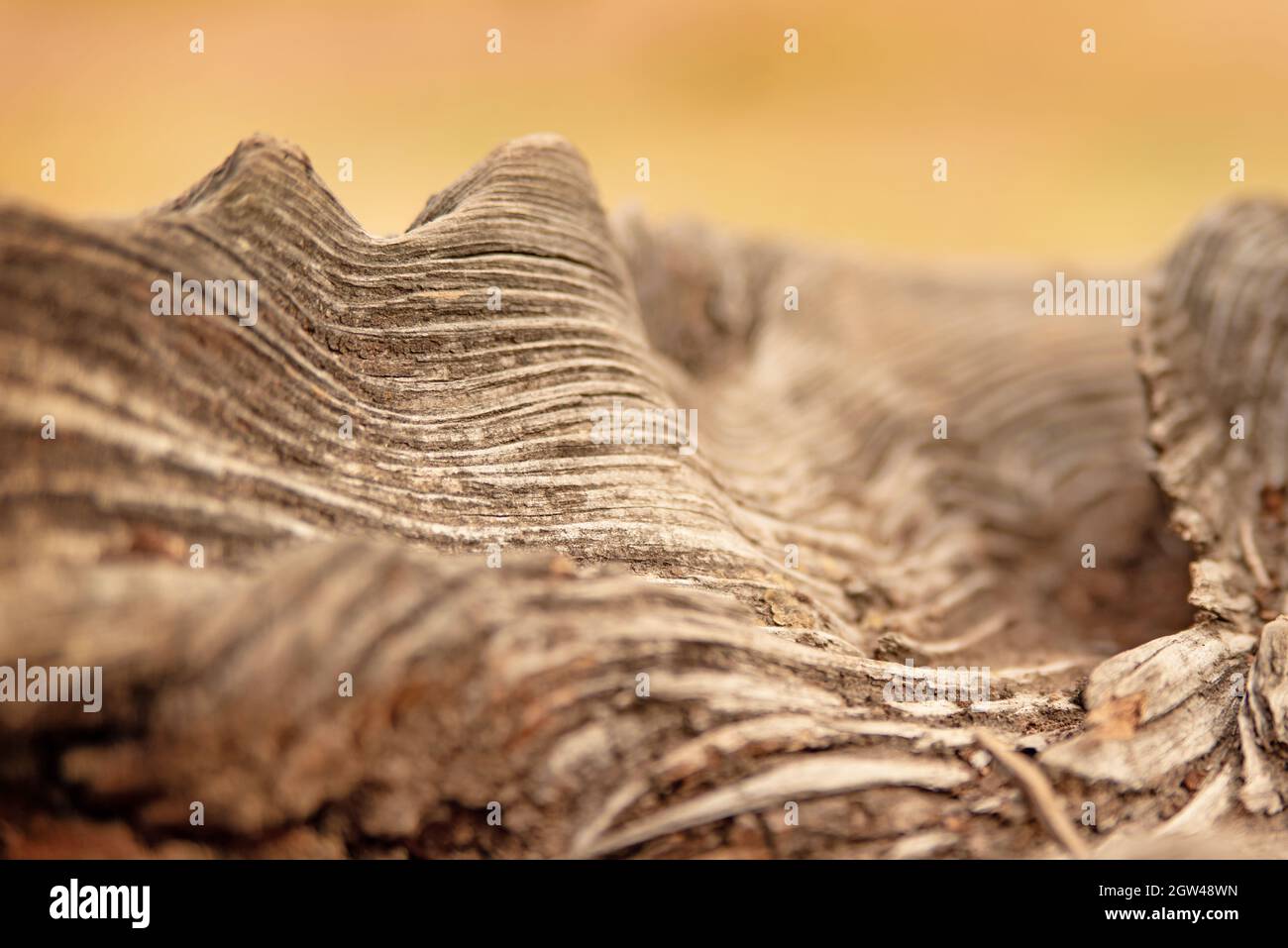 Fossil tree roots hi-res stock photography and images - Alamy