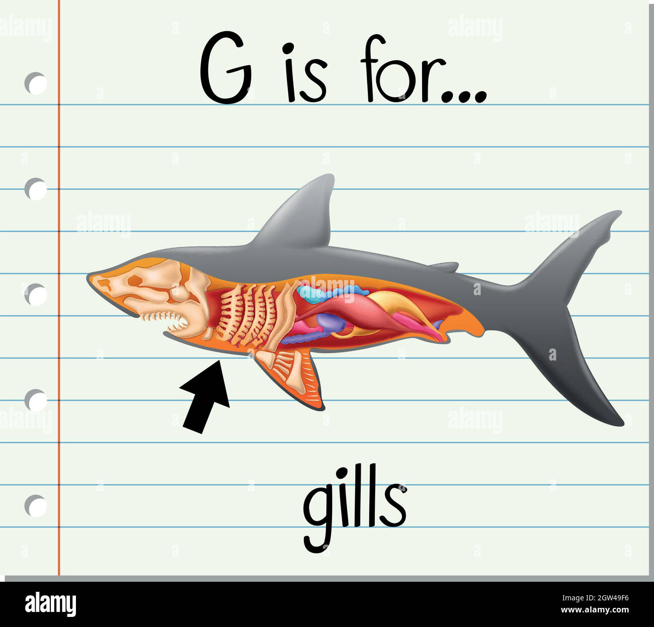 Fish anatomy organs hi-res stock photography and images - Alamy