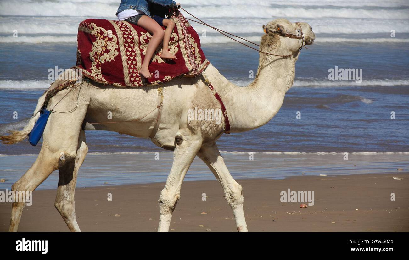 Morocco kids camel hi-res stock photography and images - Alamy