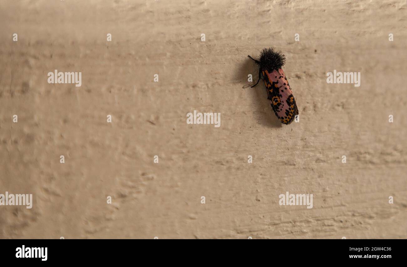 Fuzzy pink moth hi-res stock photography and images - Alamy