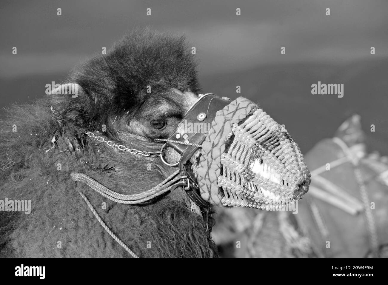 Combat camel hi-res stock photography and images - Alamy