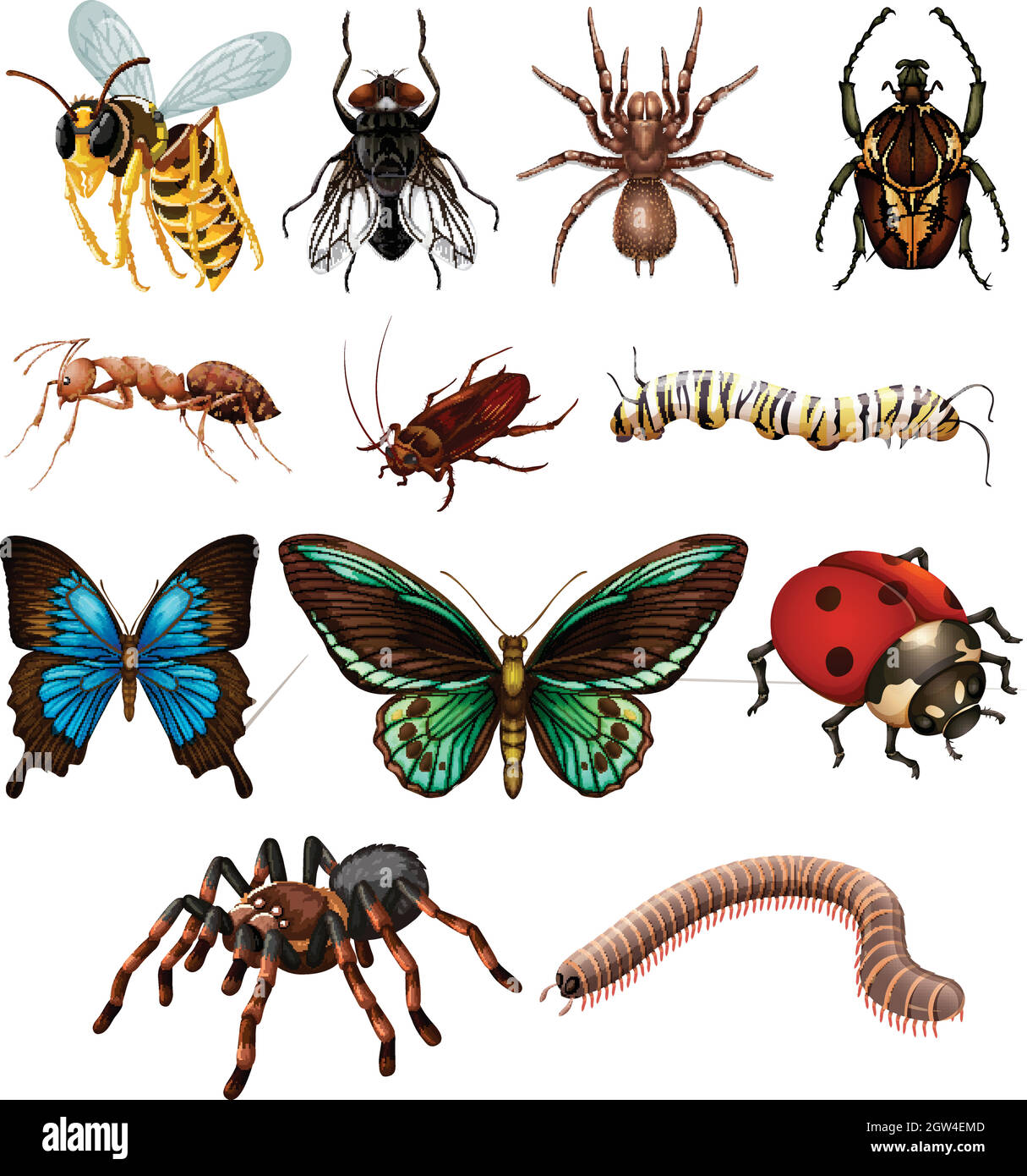 Bugs beetle insects Stock Vector Images - Alamy