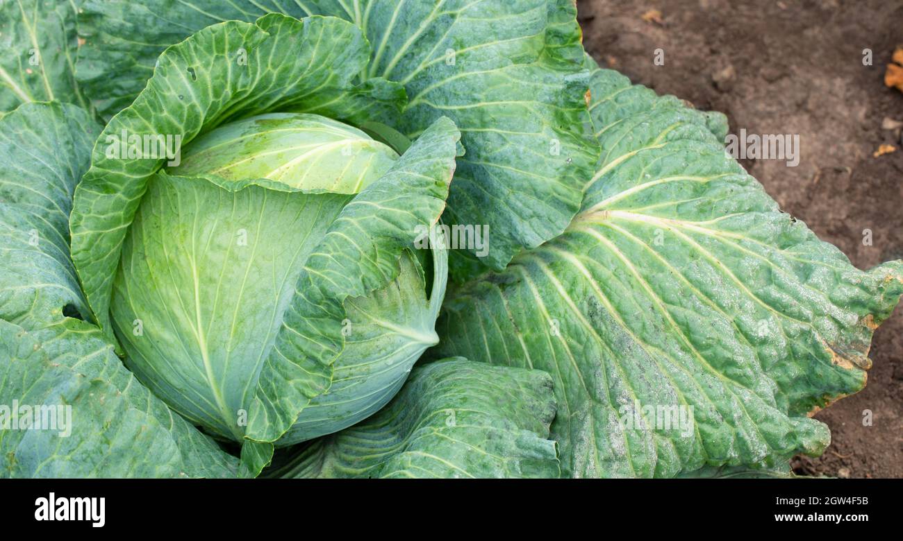 Cabbage, vegetarian food, natural green background. Young fresh cabbage ...