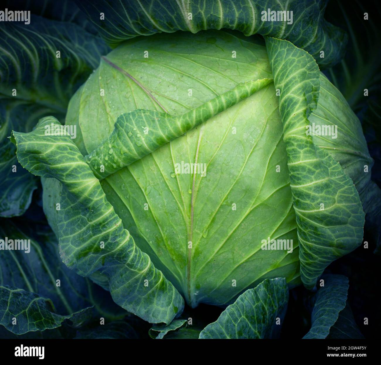 Cabbage, vegetarian food, natural green background. Young fresh cabbage ...